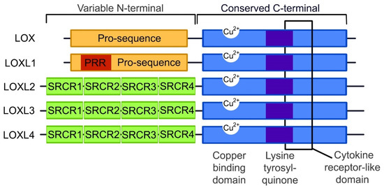Linking LOXL2 to Cardiac Interstitial Fibrosis