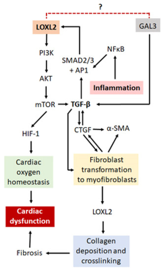 Linking LOXL2 to Cardiac Interstitial Fibrosis