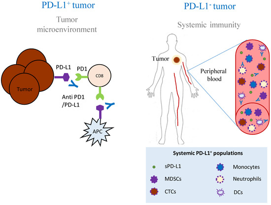 IJMS | Free Full-Text | PD-L1 in Systemic Immunity: Unraveling Its Contribution to PD-1/PD-L1 ...