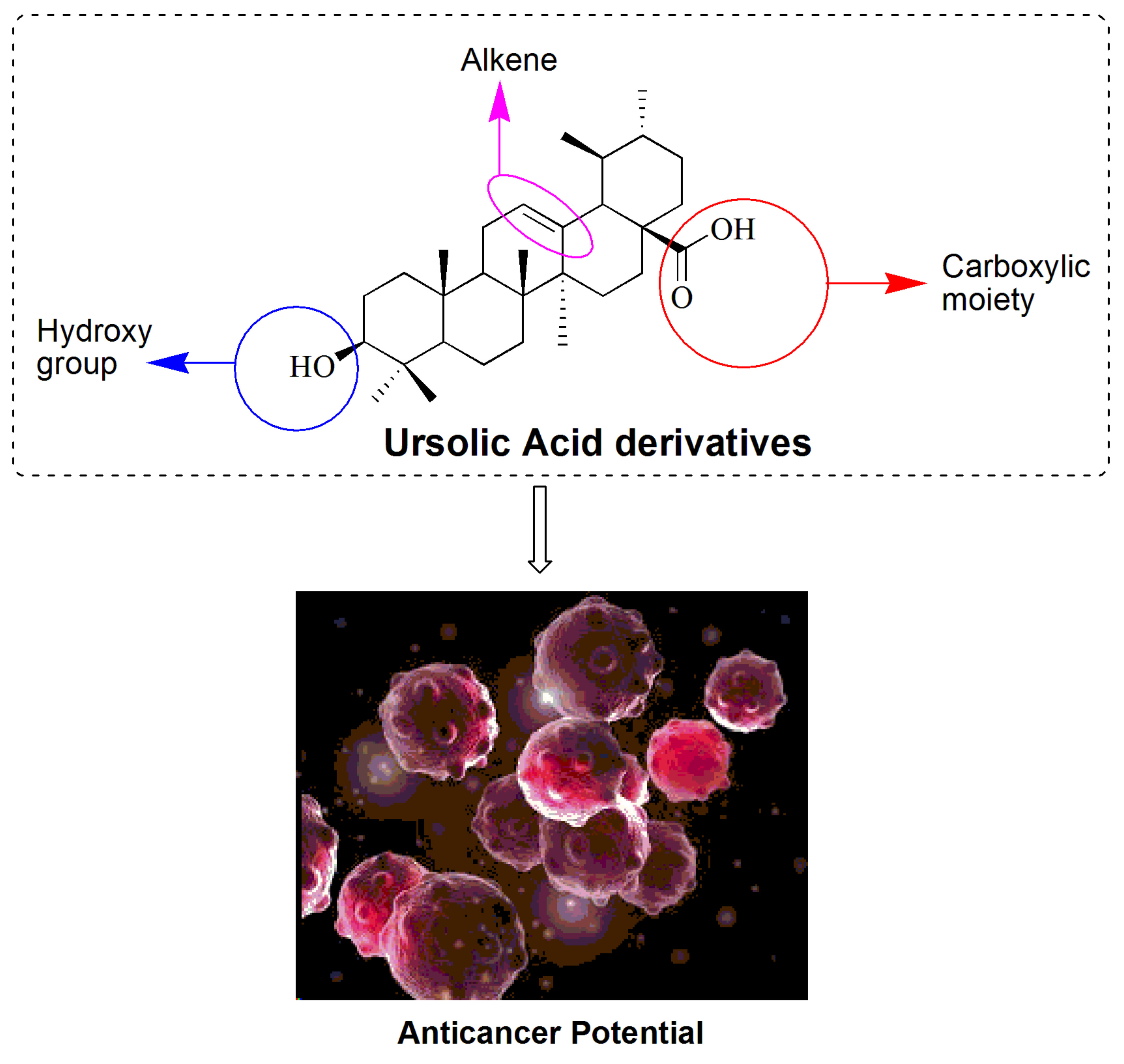 IJMS | Free Full-Text | Ursolic Acid-Based Derivatives as Potential ...