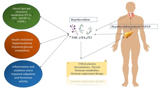 IJMS | Free Full-Text | Hypothyroidism-Induced Nonalcoholic Fatty Liver ...