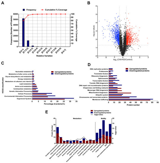 CA9 Silencing Promotes Mitochondrial Biogenesis, Increases Putrescine ...