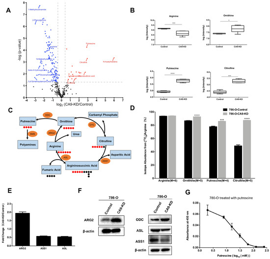 CA9 Silencing Promotes Mitochondrial Biogenesis, Increases Putrescine ...