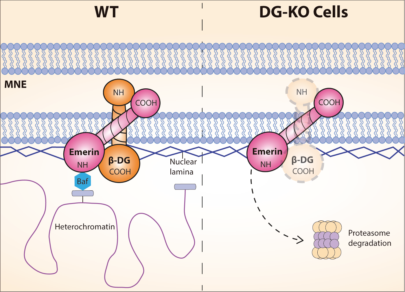 IJMS | Free Full-Text | The Molecular Basis and Biologic Significance ...