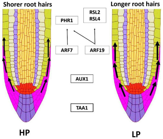 The Plasticity of Root Systems in Response to External Phosphate