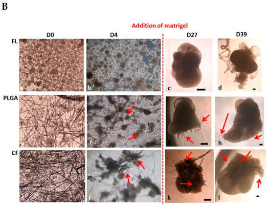 Carbon Fibers as a New Type of Scaffold for Midbrain Organoid Development