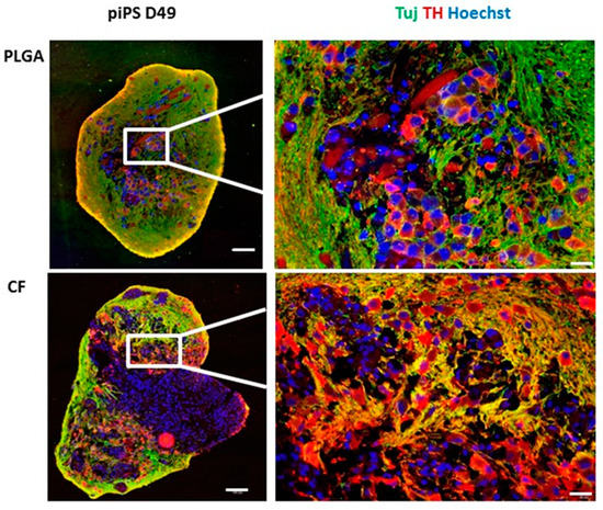 Carbon Fibers as a New Type of Scaffold for Midbrain Organoid Development