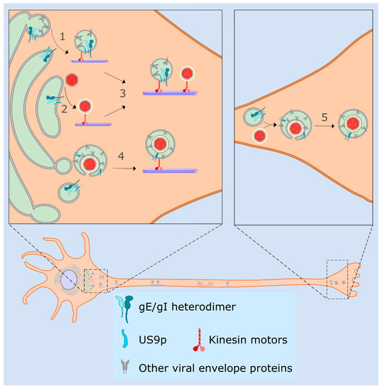 HSV-1 Cytoplasmic Envelopment and Egress