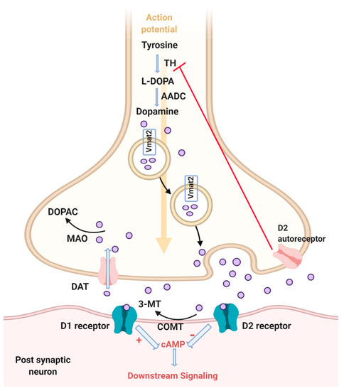 Chemical and Genetic Zebrafish Models to Define Mechanisms of and ...