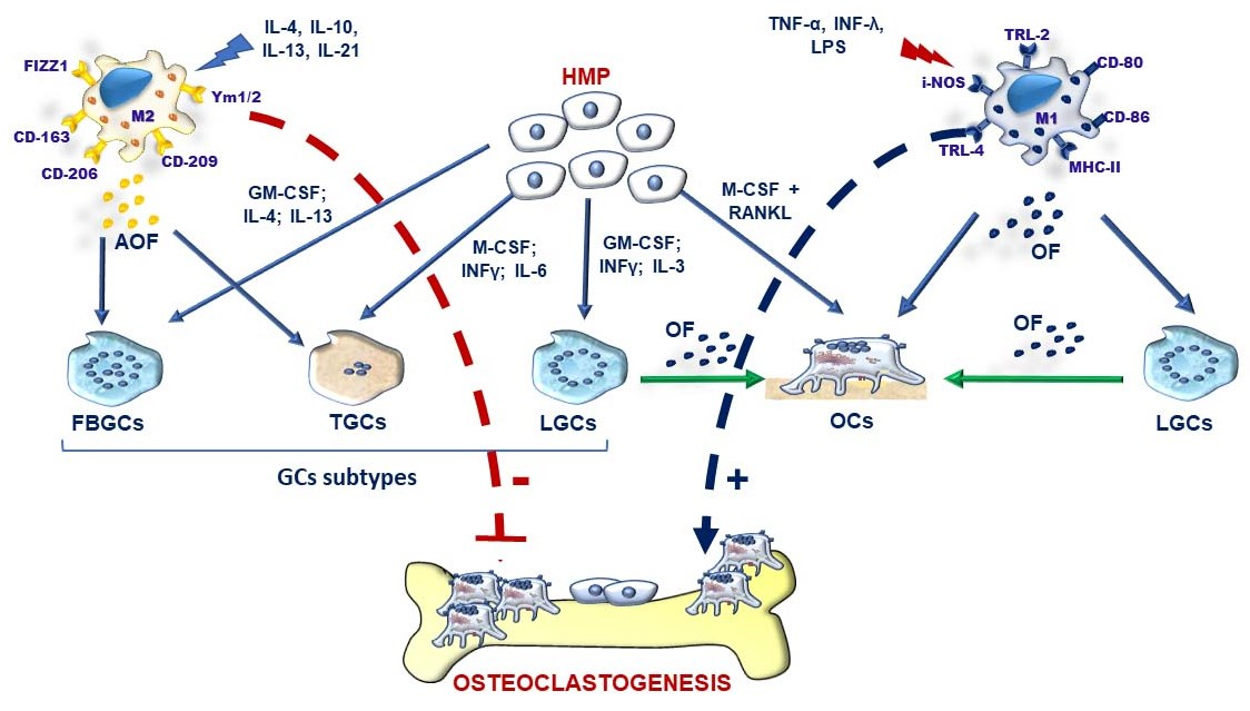 IJMS | Free Full-Text | Learning from Monocyte-Macrophage Fusion and ...
