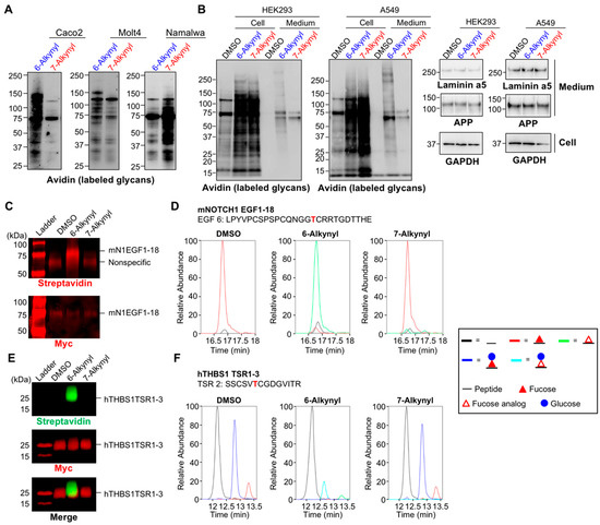 Differential Labeling of Glycoproteins with Alkynyl Fucose Analogs