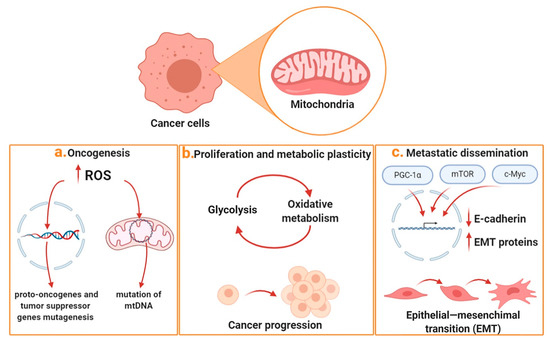 Targeting the Mitochondrial Metabolic Network: A Promising Strategy in ...