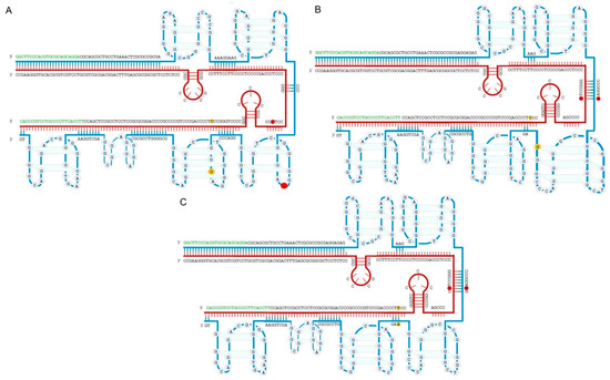 Activating Telomerase TERT Promoter Mutations and Their Application for ...