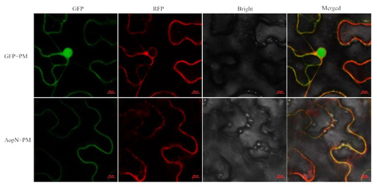 Identification and Functional Analysis of AopN, an Acidovorax Citrulli ...