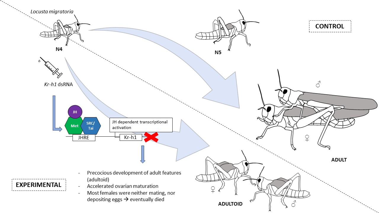 IJMS | Free Full-Text | Precocious Downregulation of Krüppel-Homolog 1 ...