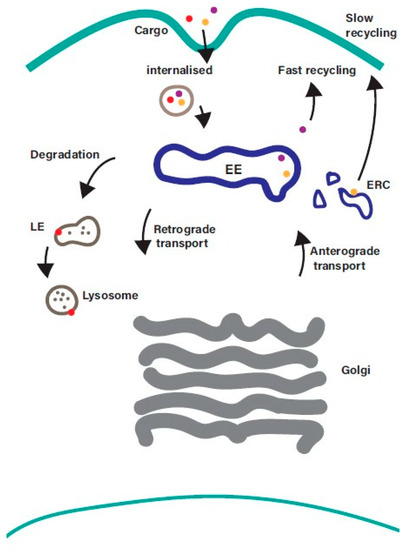 The Endosomal Recycling Pathway—At the Crossroads of the Cell
