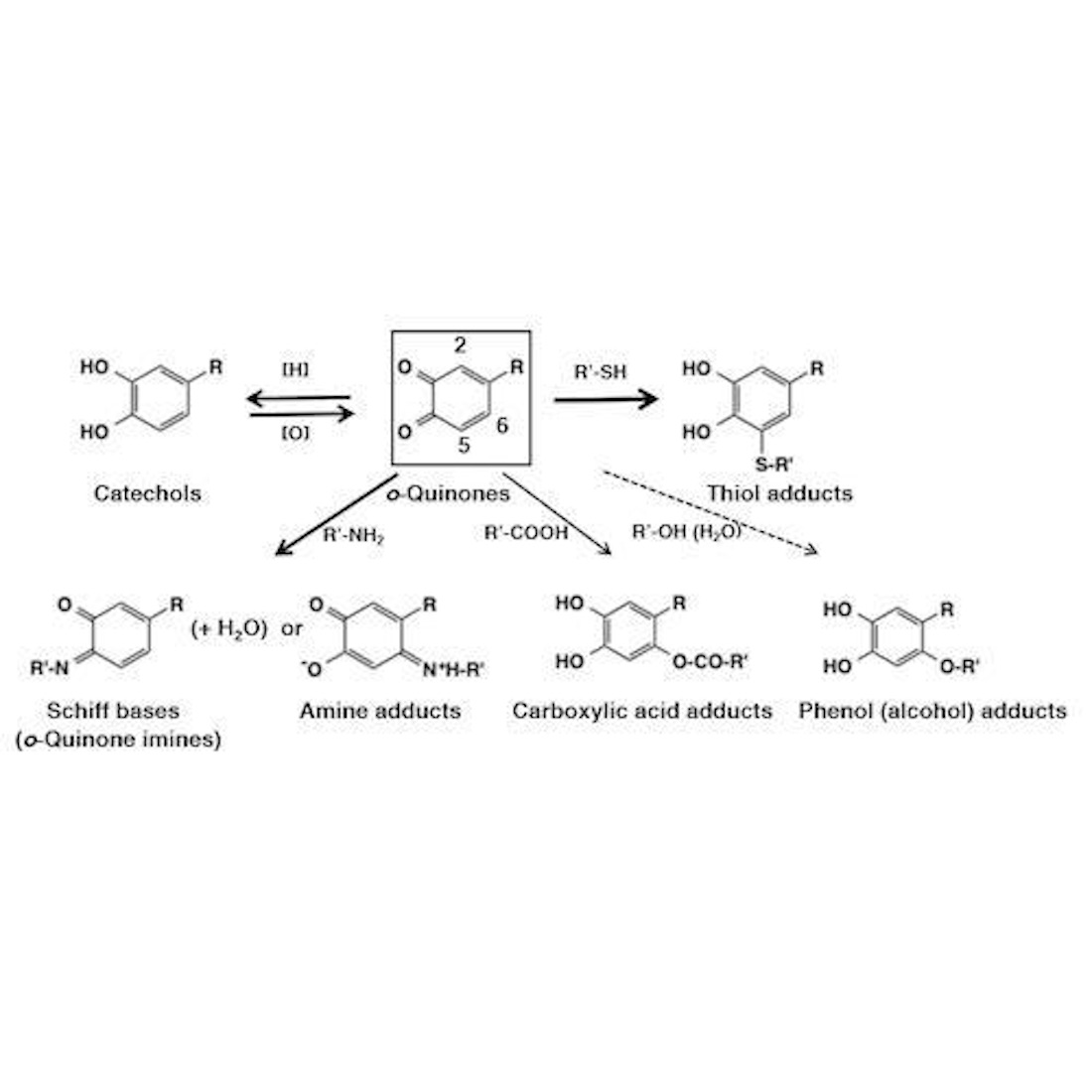 IJMS | Free Full-Text | Chemical Reactivities of ortho-Quinones ...