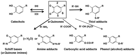 Chemical Reactivities of ortho-Quinones Produced in Living Organisms ...