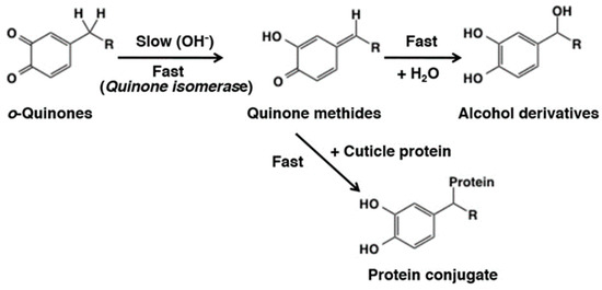 Chemical Reactivities of ortho-Quinones Produced in Living Organisms ...