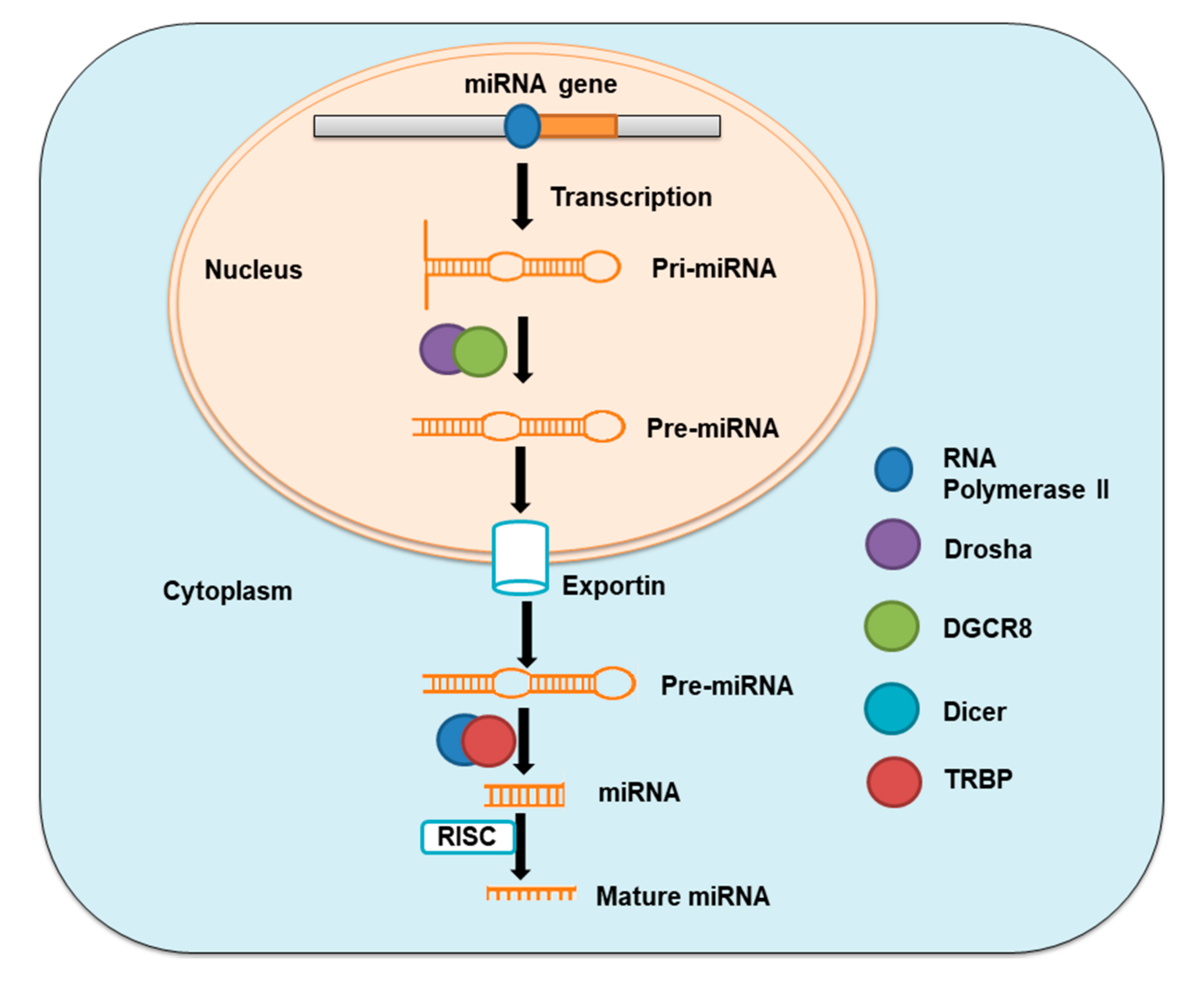 Ijms Free Full Text The Role Of Micrornas In Bone Metabolism And