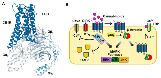 Molecular Pharmacology of Synthetic Cannabinoids: Delineating CB1 ...