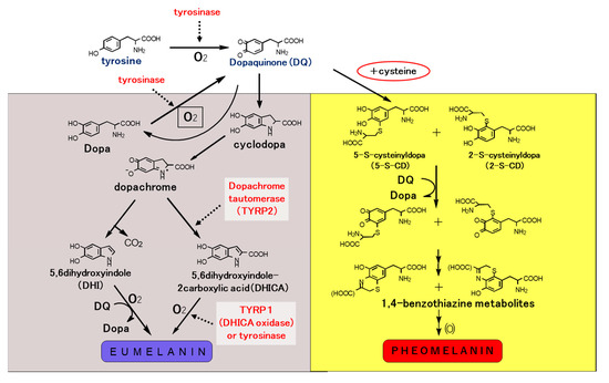 Elucidation of Melanogenesis Cascade for Identifying Pathophysiology ...
