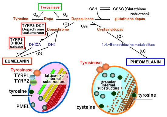 IJMS | Free Full-Text | Elucidation of Melanogenesis Cascade for ...
