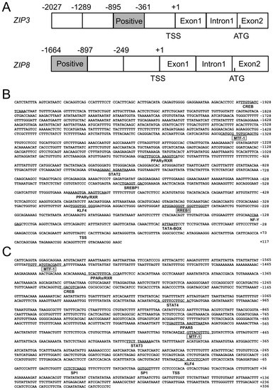 Functional Analysis of Two Zinc (Zn) Transporters (ZIP3 and ZIP8 ...