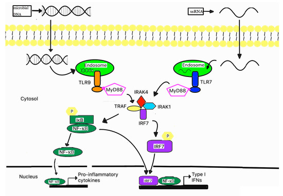 A Role of Intracellular Toll-Like Receptors (3, 7, and 9) in Response ...