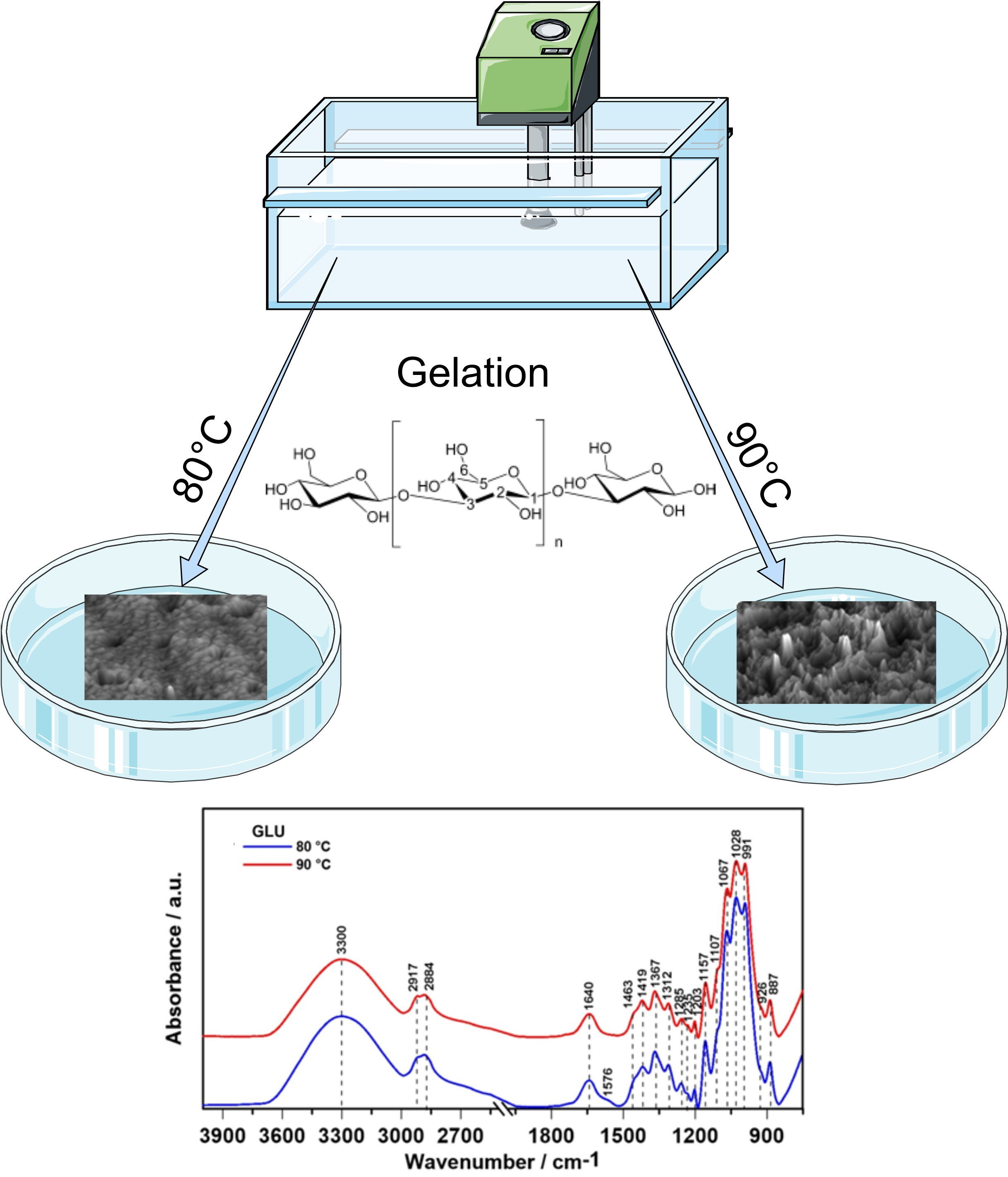 IJMS | Free Full-Text | Effect of Gelation Temperature on the Molecular ...