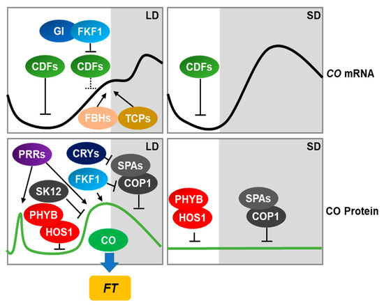 Environmental Signal-Dependent Regulation of Flowering Time in Rice