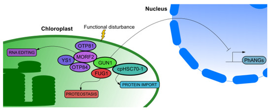 Retrograde Signaling: Understanding the Communication between Organelles