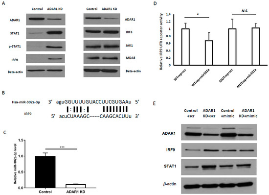 ADAR1 Suppresses Interferon Signaling in Gastric Cancer Cells by ...
