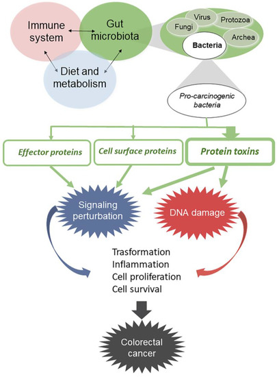 Gut Microbiota and Colon Cancer: A Role for Bacterial Protein Toxins?