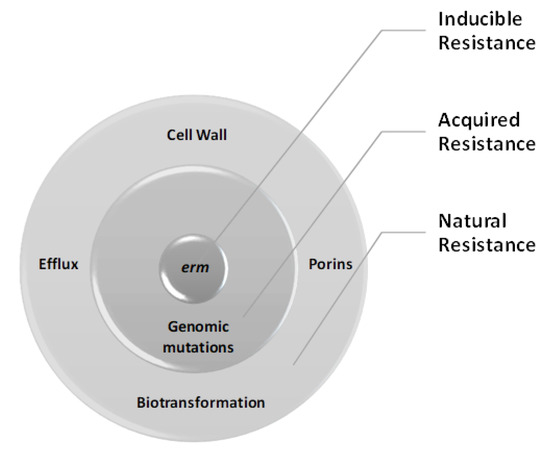 MmpL3 Inhibition: A New Approach to Treat Nontuberculous Mycobacterial Infections