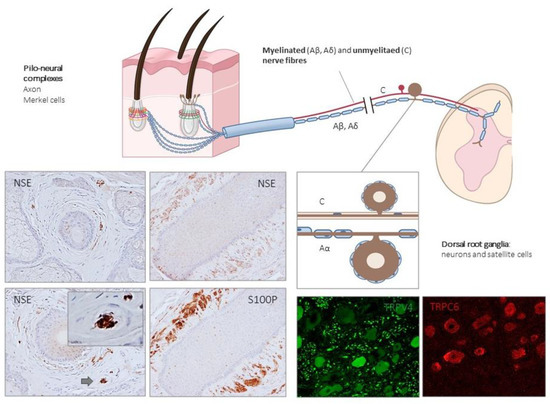Merkel Disc Unipolar Neuron