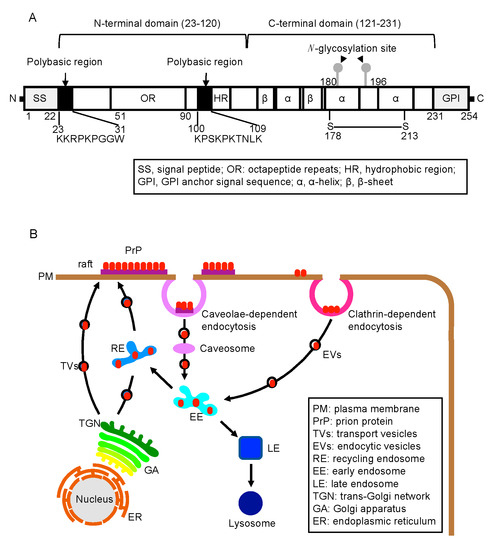 N-Terminal Regions of Prion Protein: Functions and Roles in Prion Diseases