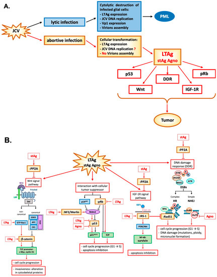 The Role of the JC Virus in Central Nervous System Tumorigenesis
