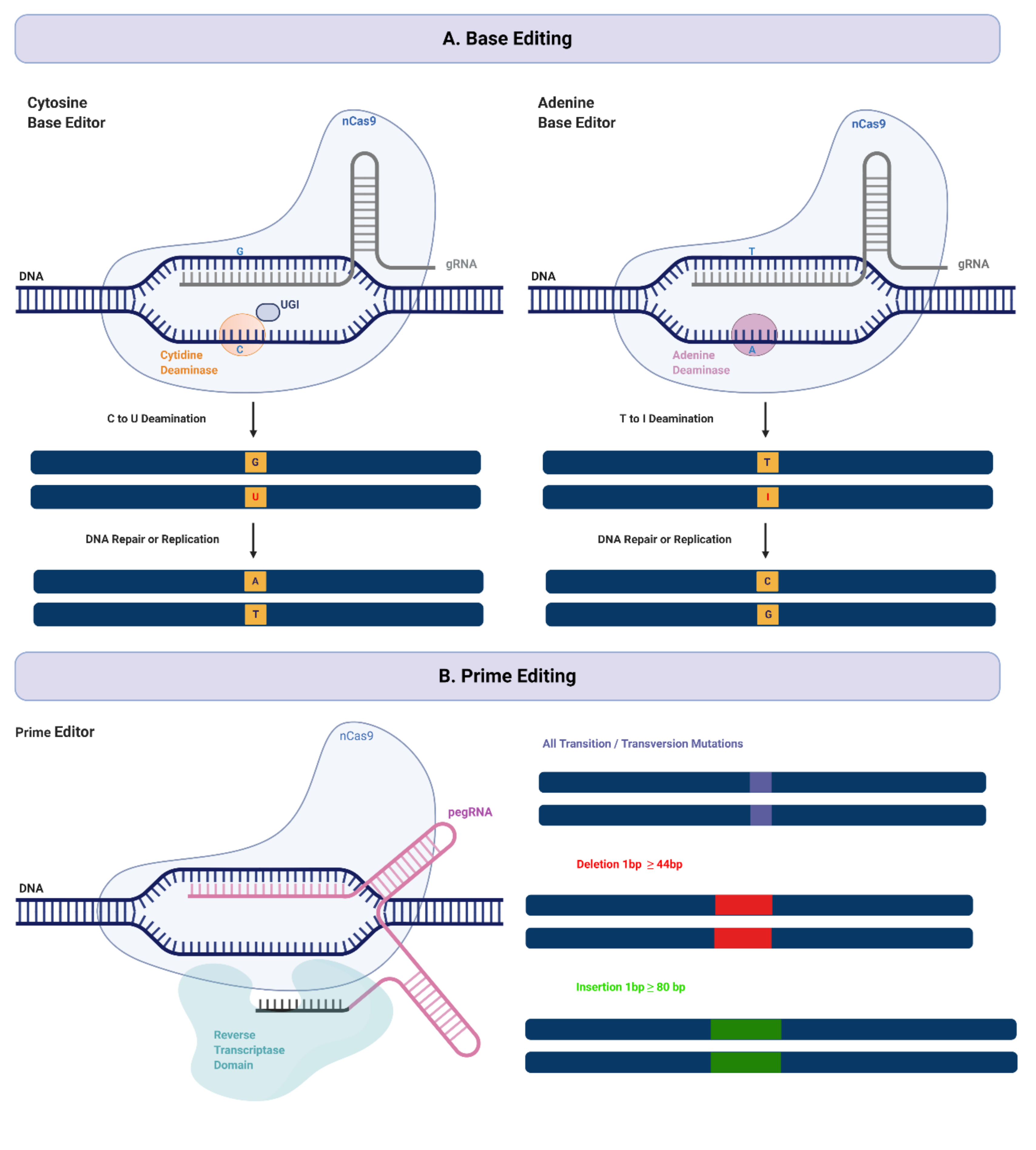 Ijms Free Full Text Crispr Cas9 Dna Base Editing And Prime Editing