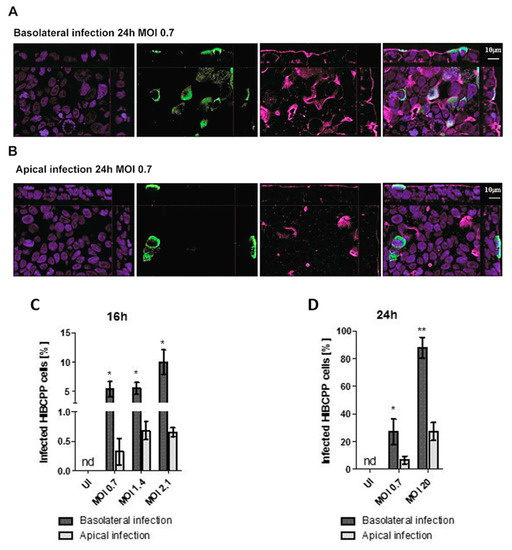 Polar Infection of Echovirus-30 Causes Differential Barrier Affection ...