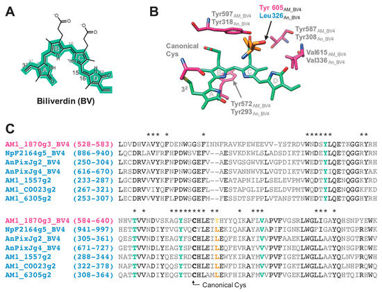 The Cruciality of Single Amino Acid Replacement for the Spectral Tuning ...
