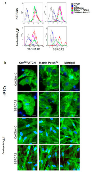 Decellularized Extracellular Matrices and Cardiac Differentiation: Study on Human Amniotic Fluid ...