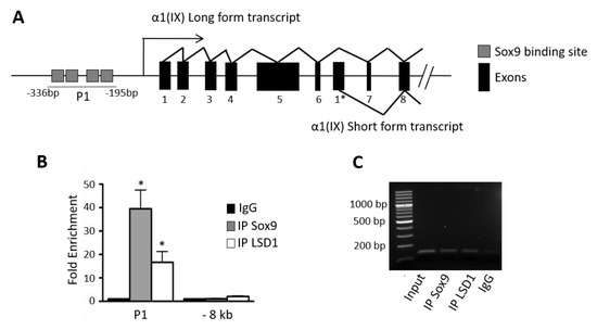 The Lysine Specific Demethylase-1 Negatively Regulates the COL9A1 Gene ...