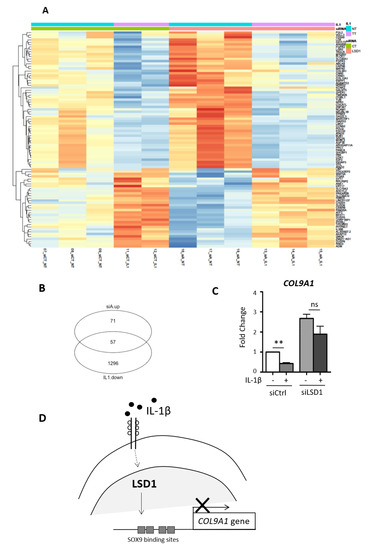 The Lysine Specific Demethylase-1 Negatively Regulates the COL9A1 Gene ...
