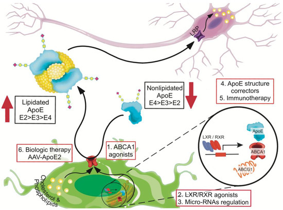ApoE Lipidation as a Therapeutic Target in Alzheimer’s Disease