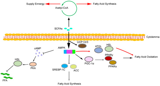 Short-Chain Fatty Acids and Their Association with Signalling Pathways ...