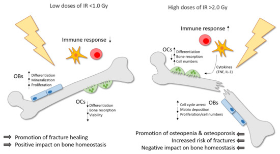 The Influence of Radiation on Bone and Bone Cells—Differential Effects ...