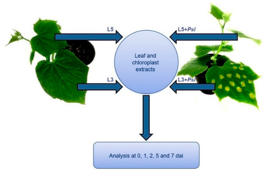 IJMS | Special Issue : Plant Gas Exchange and Photosynthesis in a ...