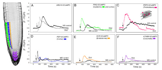 Cell Type-Specific Imaging of Calcium Signaling in Arabidopsis thaliana ...