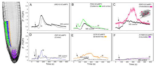 Cell Type-Specific Imaging of Calcium Signaling in Arabidopsis thaliana ...